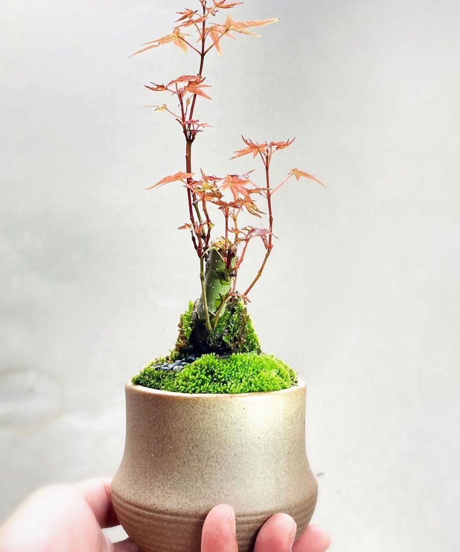 Malaysia Bonsai Trees for Sale - BONSAI & TEA 树藏茶居