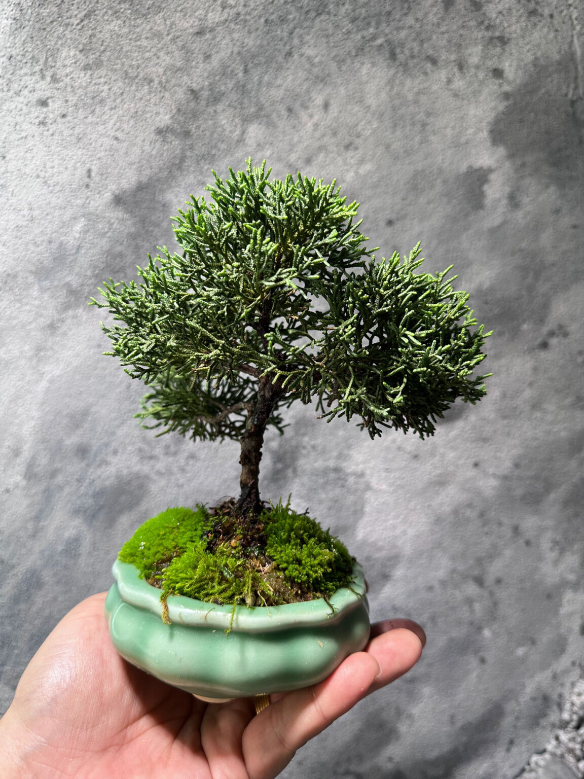 Japanese Juniper Shimpaku 日本真柏 JJS0099 - BONSAI & TEA 树藏茶居
