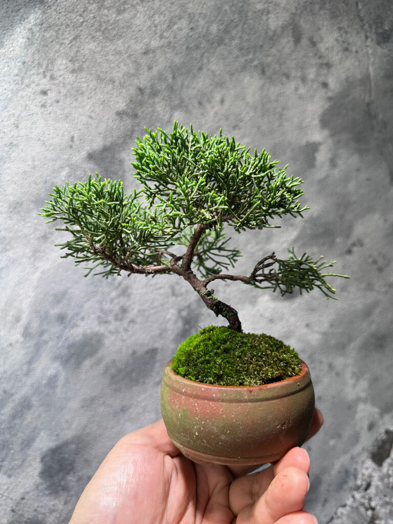 Japanese Juniper Shimpaku 日本真柏 JJS4193 - BONSAI & TEA 树藏茶居