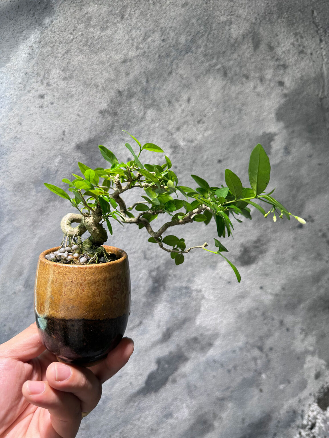 Water Jasmine 水梅 WJ7878 - BONSAI & TEA 树藏茶居